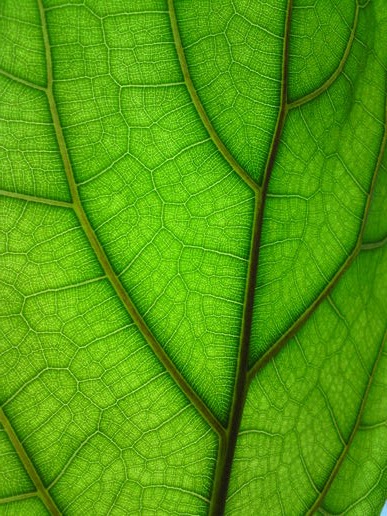 Theme: Natural Forms